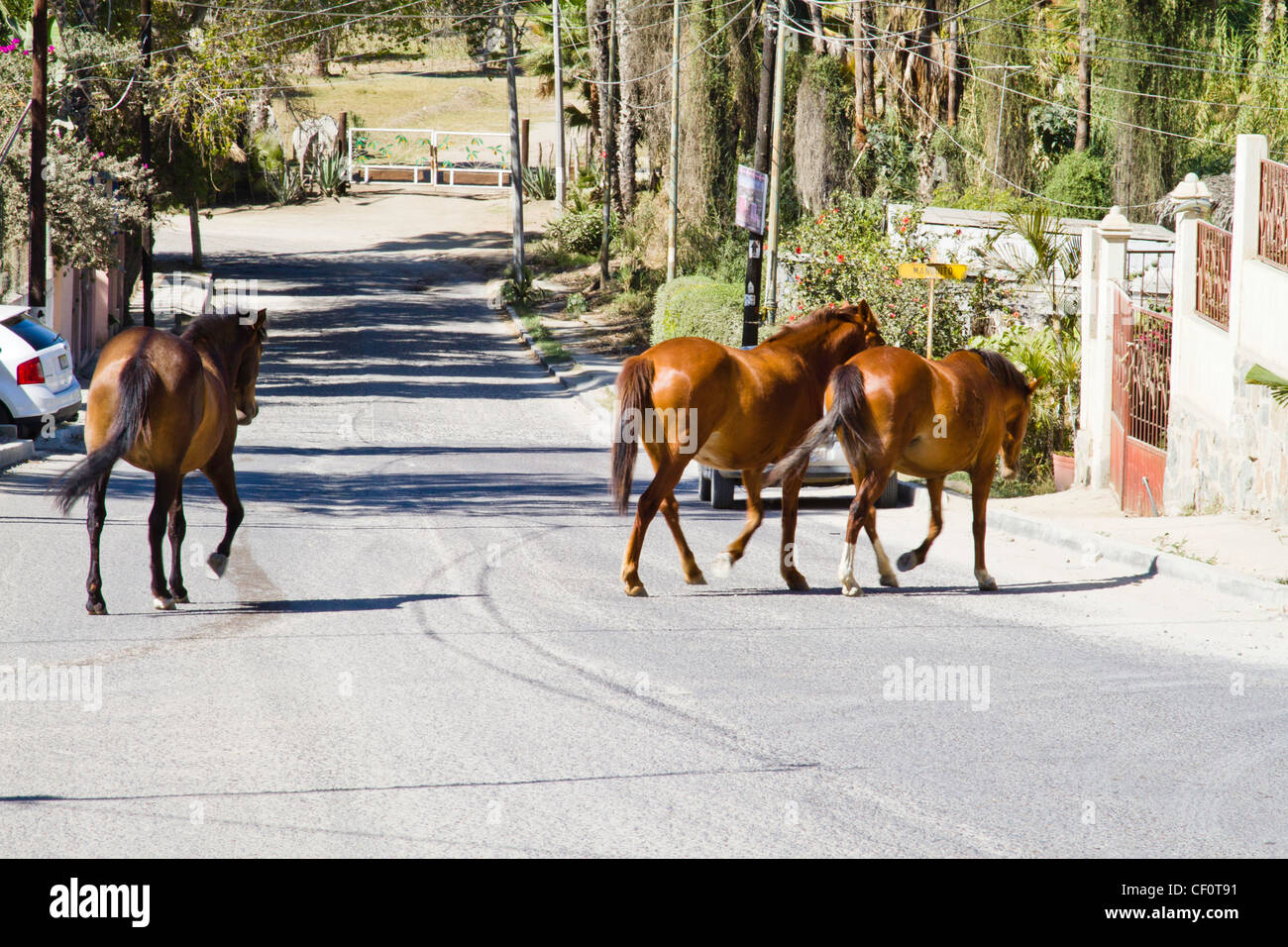 Horses wandering on street in Todos Santos, Baja Sur, Mexico Stock ...