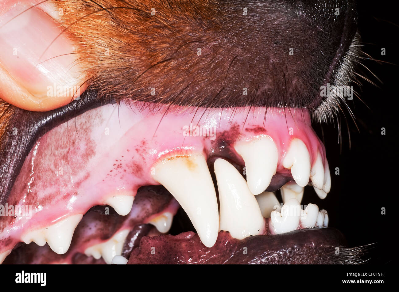 Sharp dog hi-res stock photography and images - Alamy