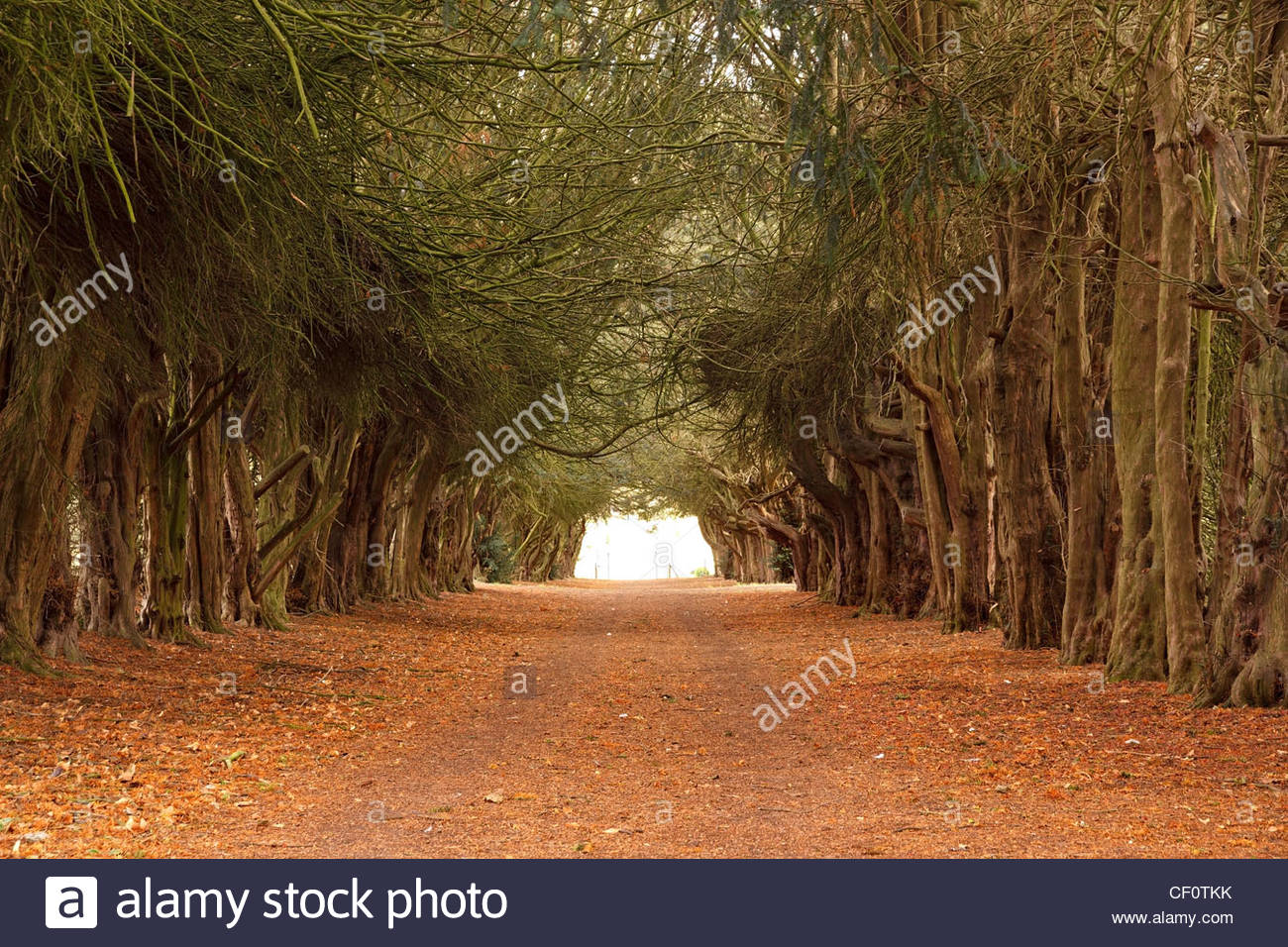 Tunnel Through Trees High Resolution Stock Photography and Images - Alamy