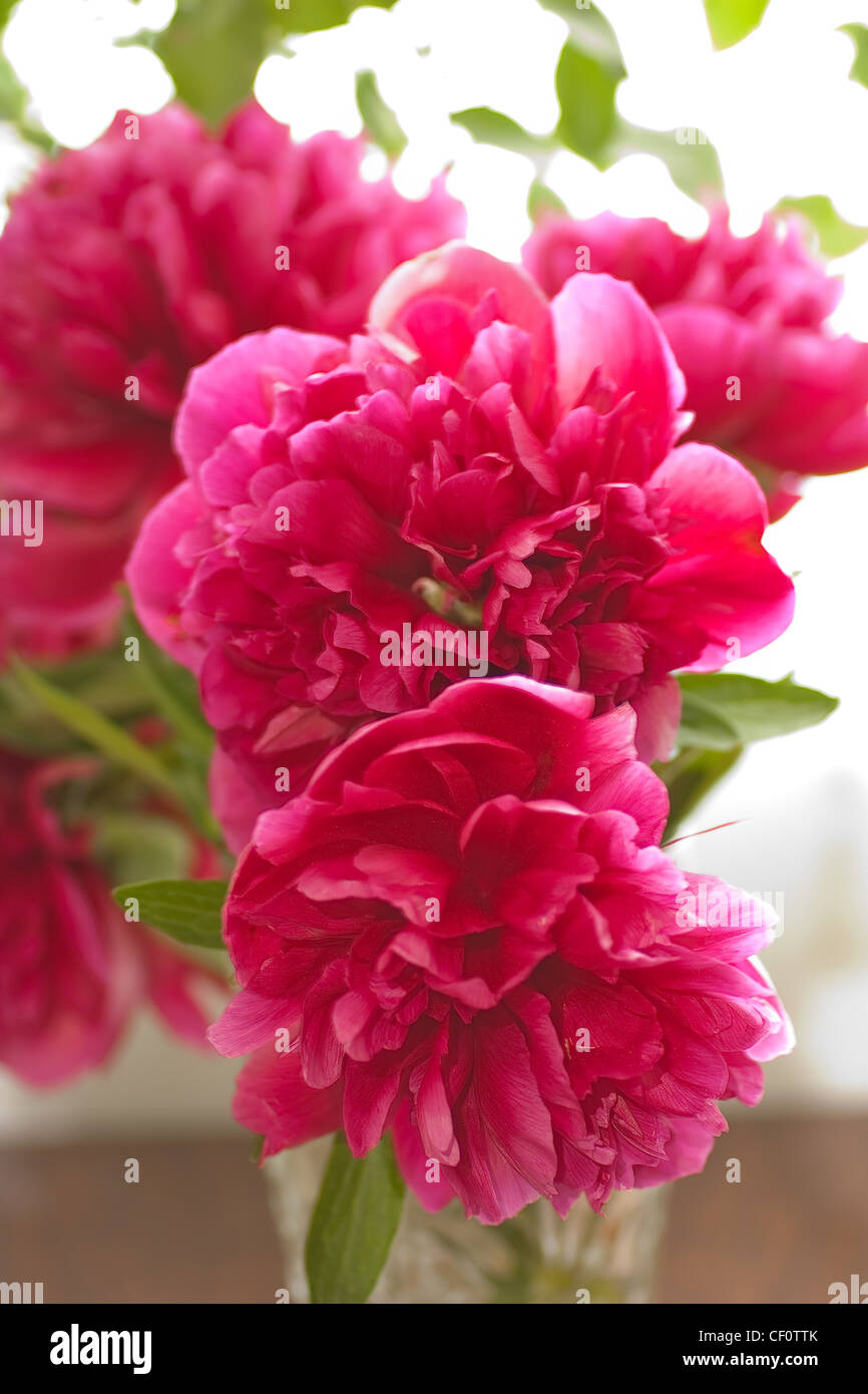 Simple pink flower leaf hi-res stock photography and images - Alamy