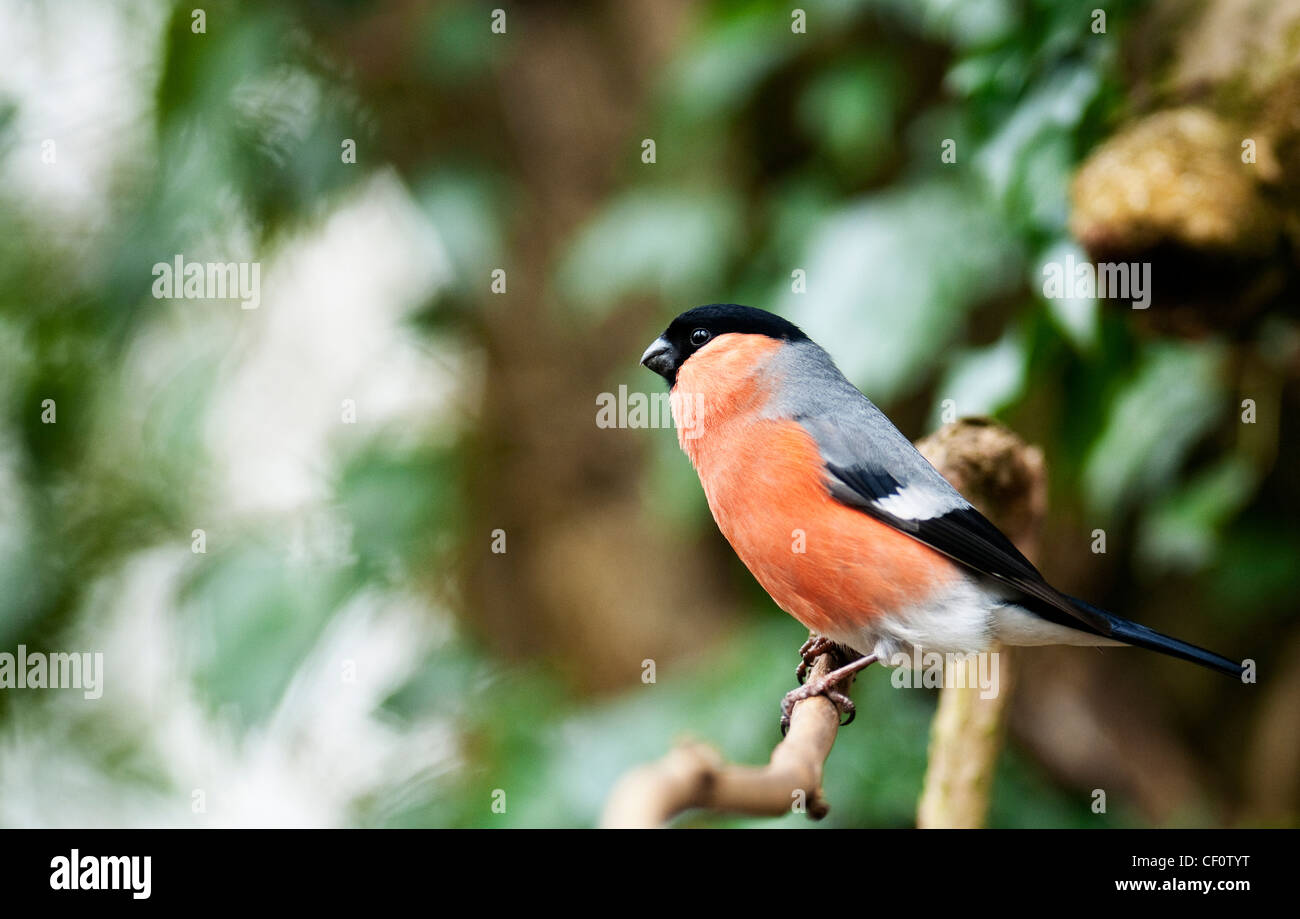 Adult male black bird hi-res stock photography and images - Alamy
