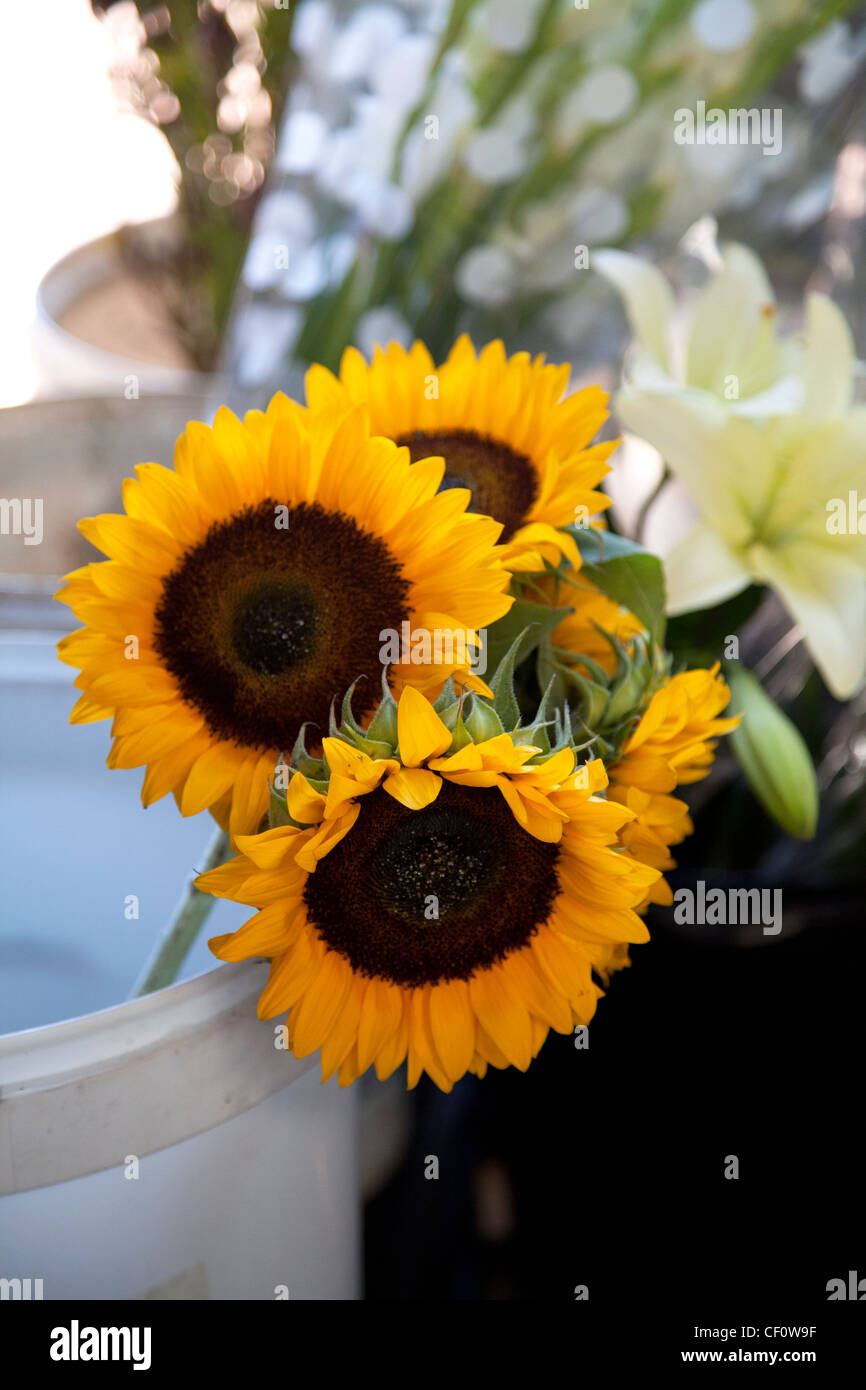 Sunflowers stems in bucket Stock Photo - Alamy