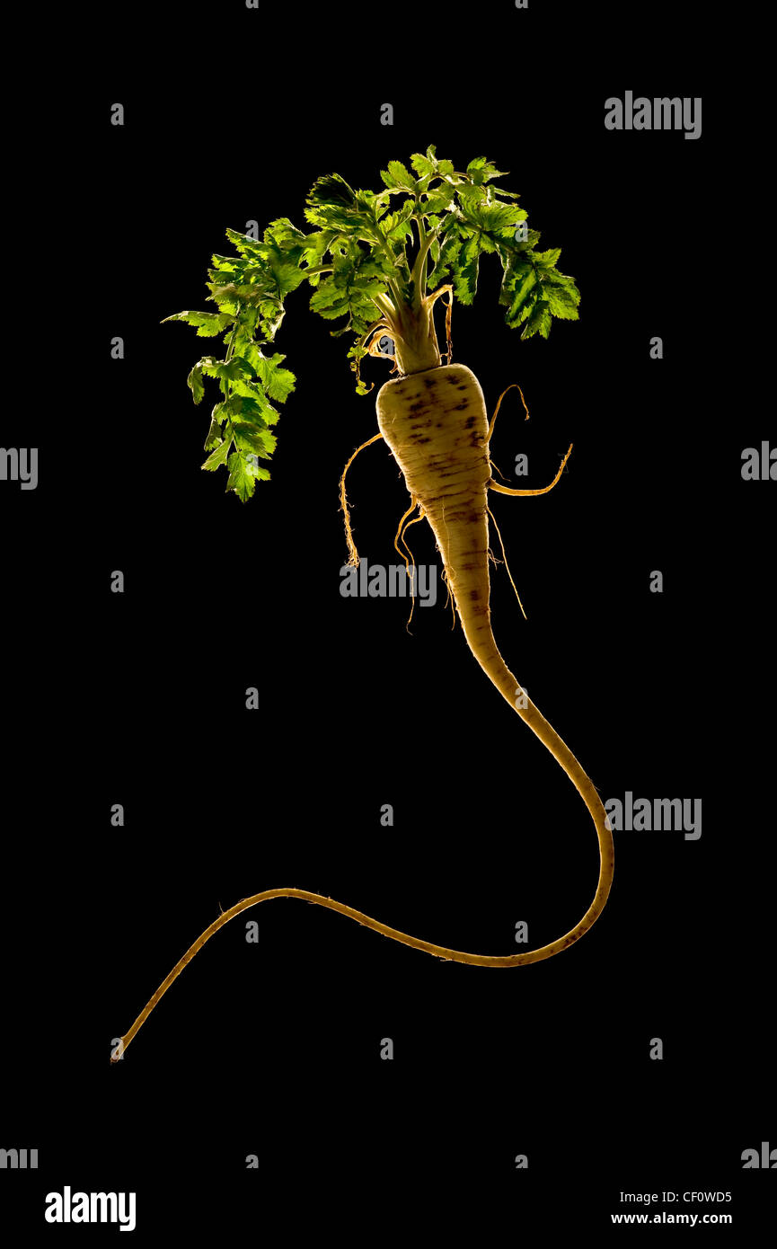 A single freshly harvested parsnip with leaves and roots on black ...