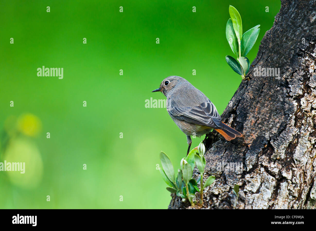 bird on the tree Stock Photo - Alamy
