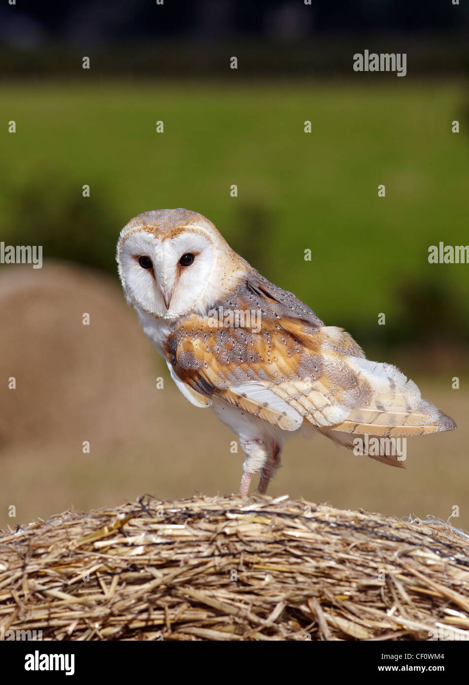Barn Owl, Tyto Alba on hay bale UK countryside Stock Photo - Alamy