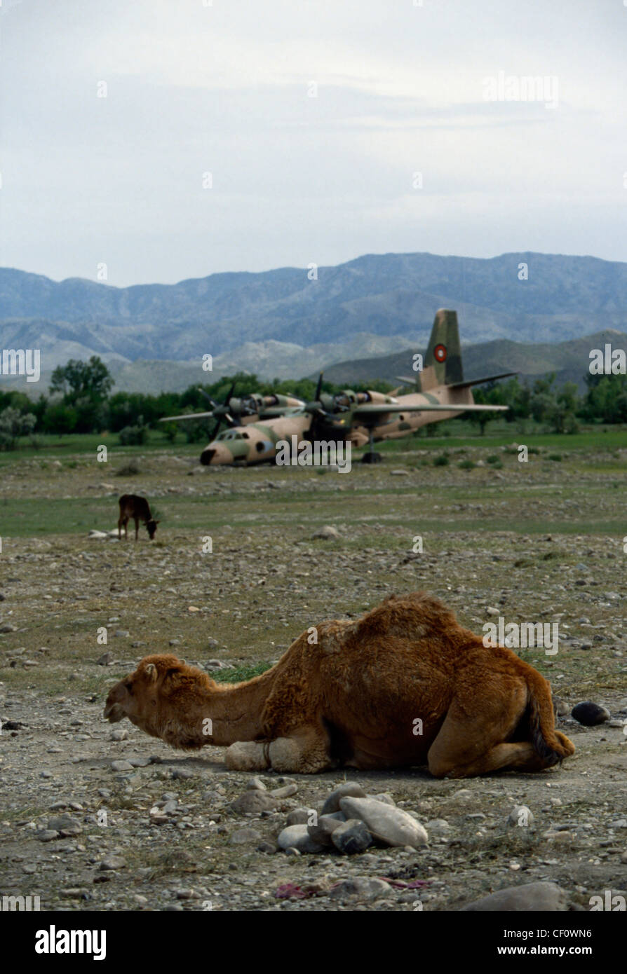 Camel and shut down plane Stock Photo - Alamy