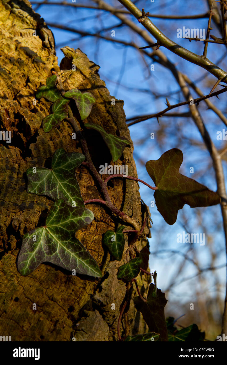 Ivy on tree stump hi-res stock photography and images - Alamy