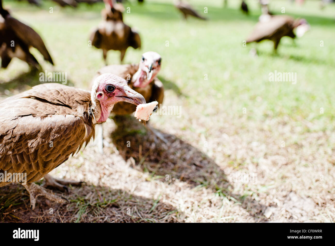 A group of vultures standing on grass Stock Photo - Alamy