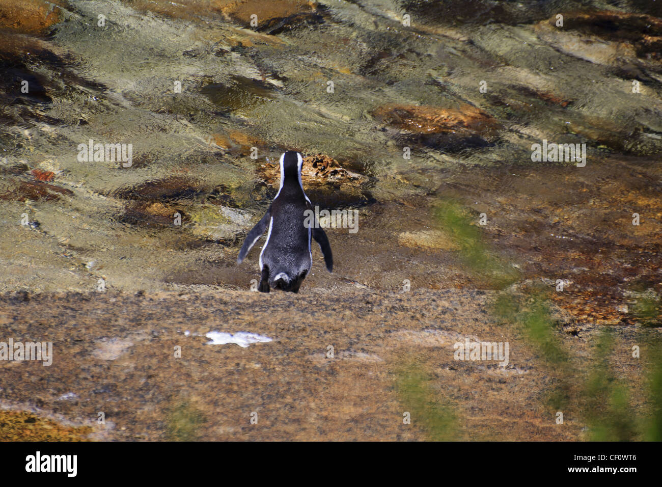 King penguin swim hi-res stock photography and images - Alamy