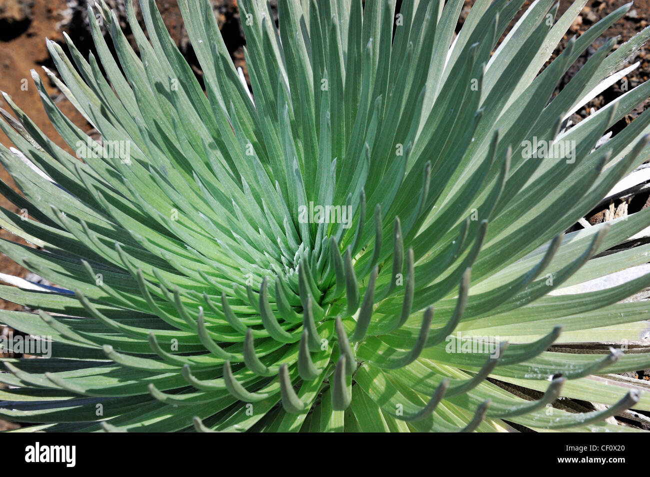 Rosette of endemic Silversword flower or ahinahina ((Argyroxiphium ...