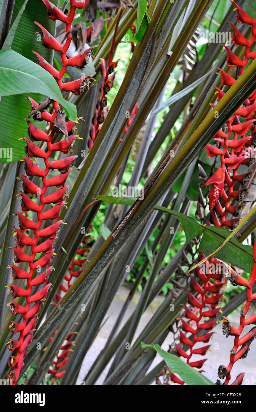 Hanging Heliconia flower (Heliconia collinsiana), Big Island, Hawaii ...
