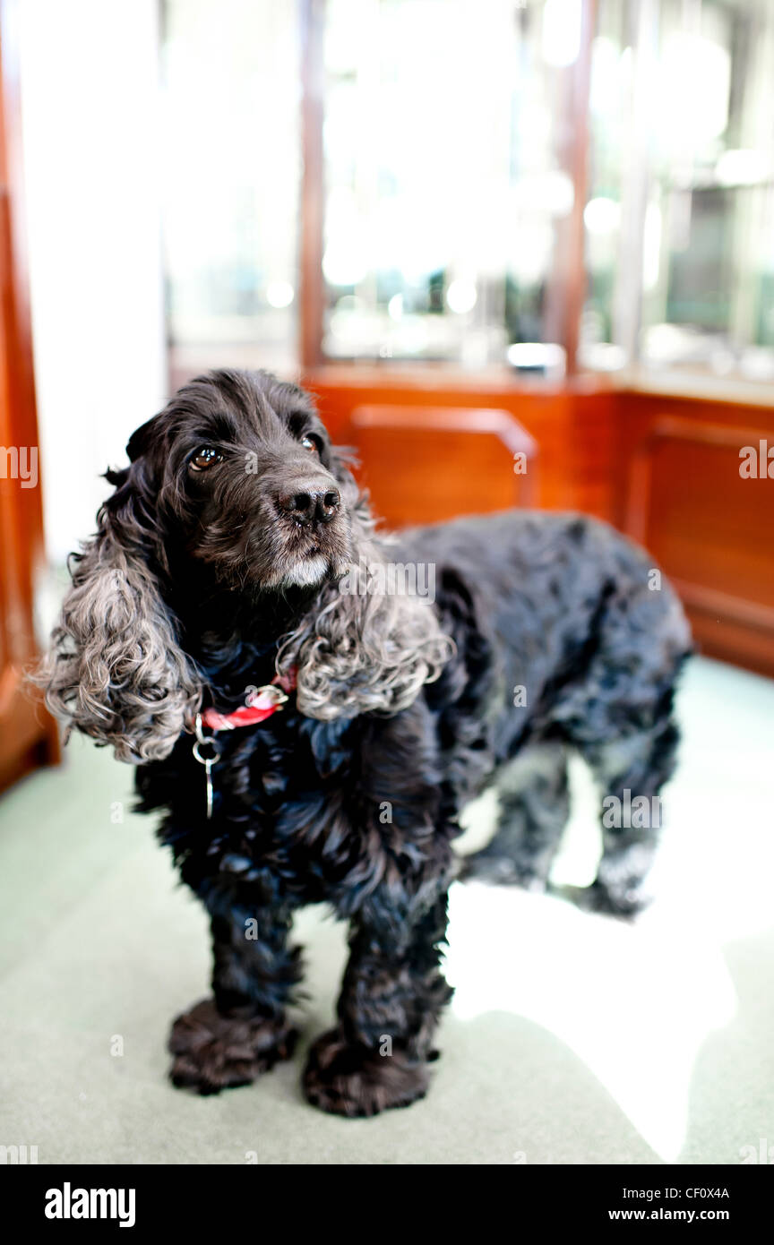 Black English Cocker spaniel dog standing up Stock Photo - Alamy