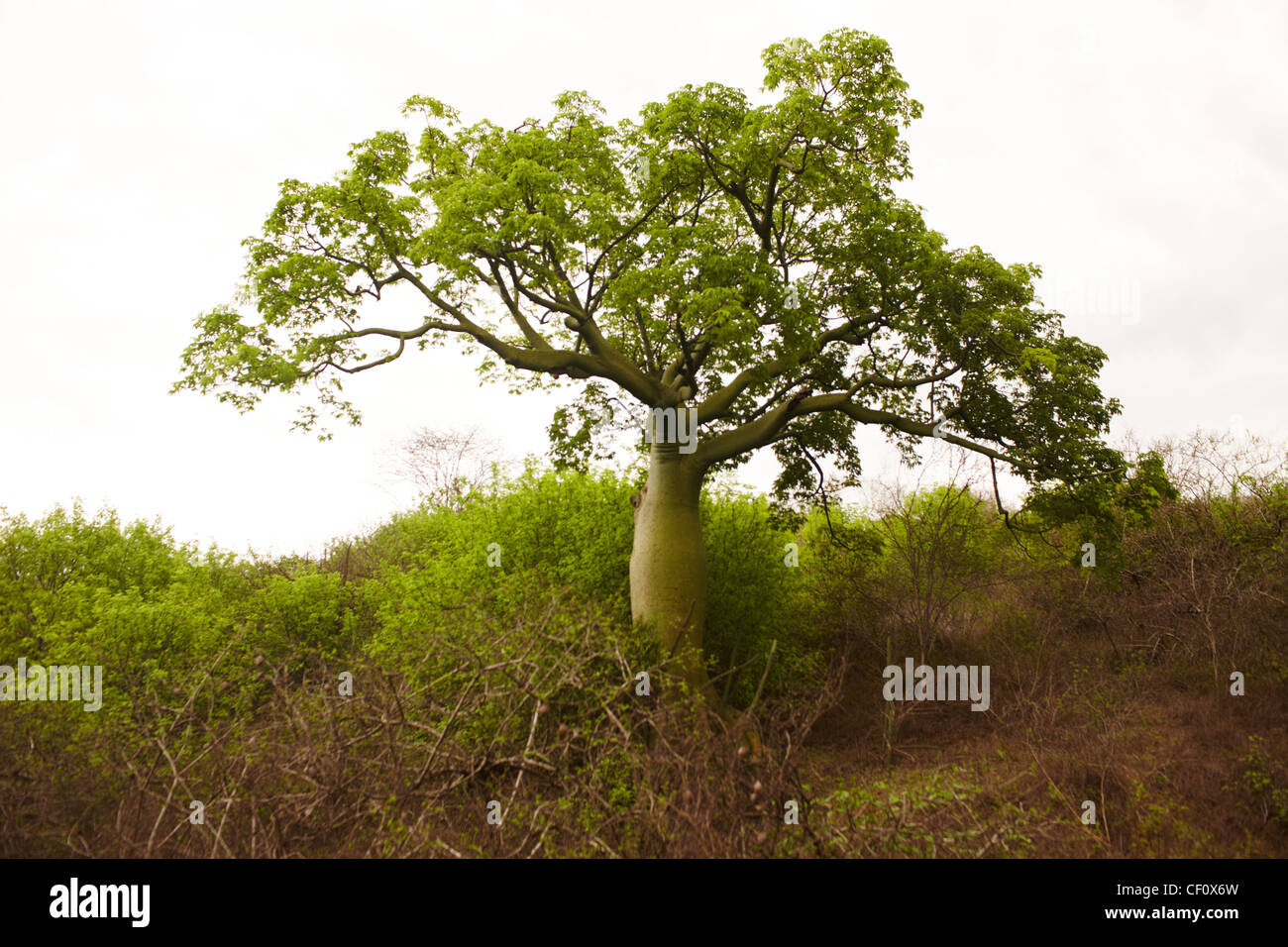 A large Ceiba Tree of Life stands on a hill among the bushes Stock ...