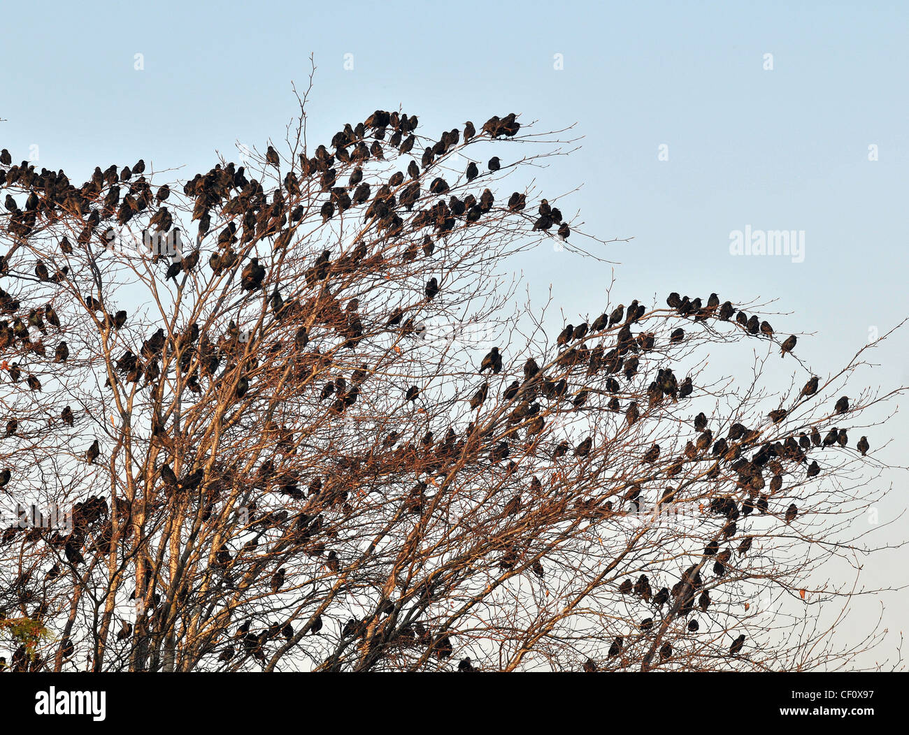 A flock of starlings perched in a beech tree during winter in the UK ...