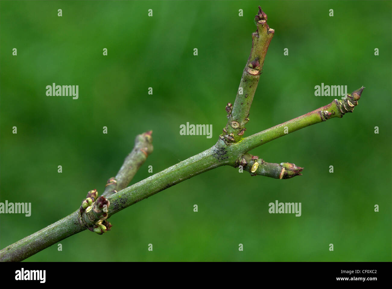 Spindle twig in winter. Dorset, UK February 2007 Stock Photo - Alamy
