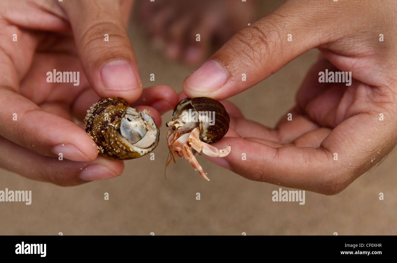 Hermit Crab Pagurus Bernhardus High Resolution Stock Photography and ...