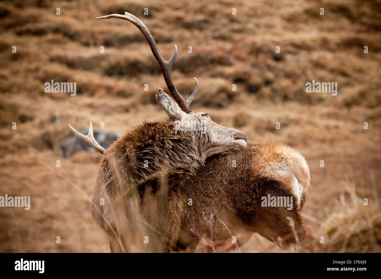 Red deer on the shores of loch Arkaig Scottish Highlands Scotland UK ...