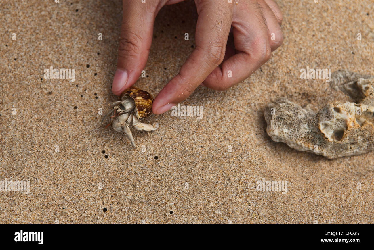 closeup of a hermit crab (Pagurus bernhardus, Eupagurus bernhardus) on ...