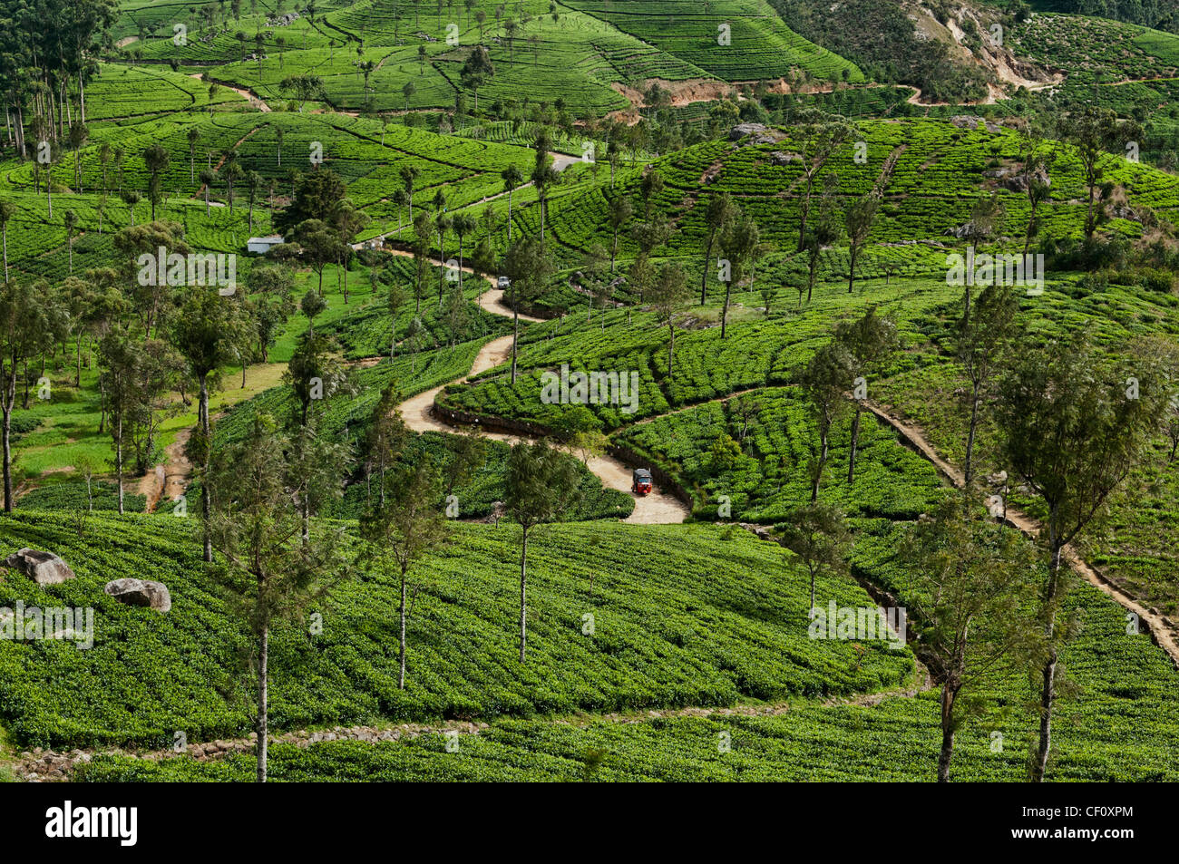 Lipton green tea hi-res stock photography and images - Alamy