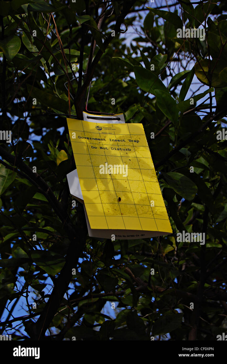 Government Insect Trap Stock Photo - Alamy