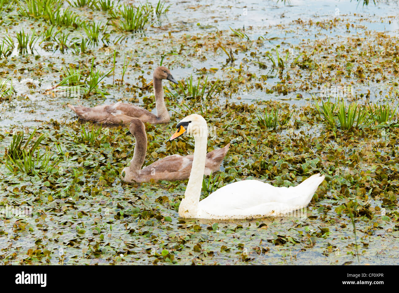group of swans swimming by the river Stock Photo - Alamy