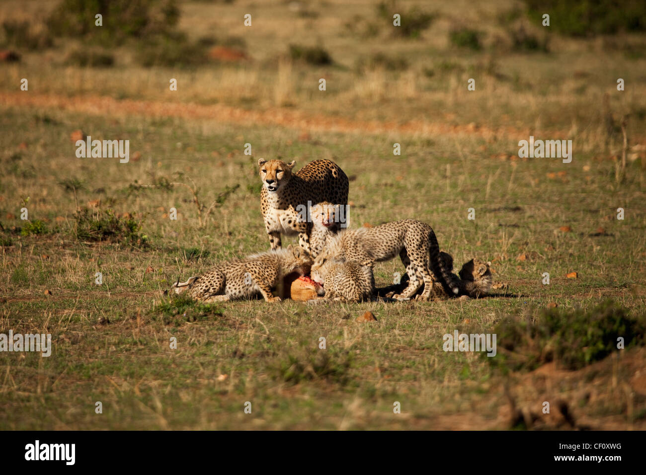 Cheetah Eating Gazelle Alive