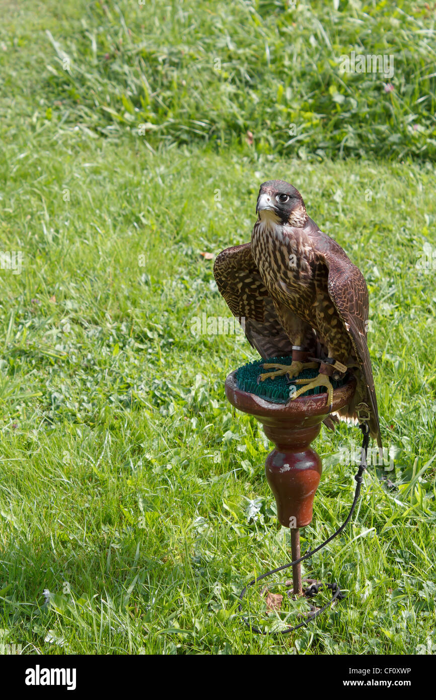 tame trained falcon sitting on a perch Stock Photo - Alamy
