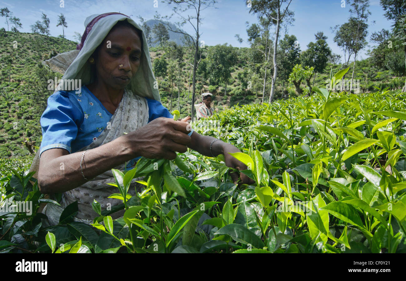 A Tamil tea picker working on the plantation near Ella, Sri Lanka Stock ...