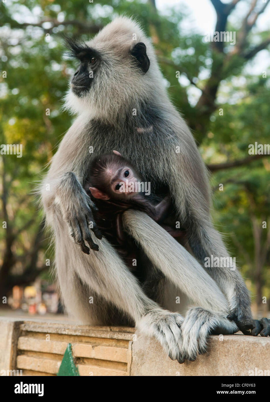 gray langur monkey (semnopithecus entellus) and baby in Kataragama, Sri ...