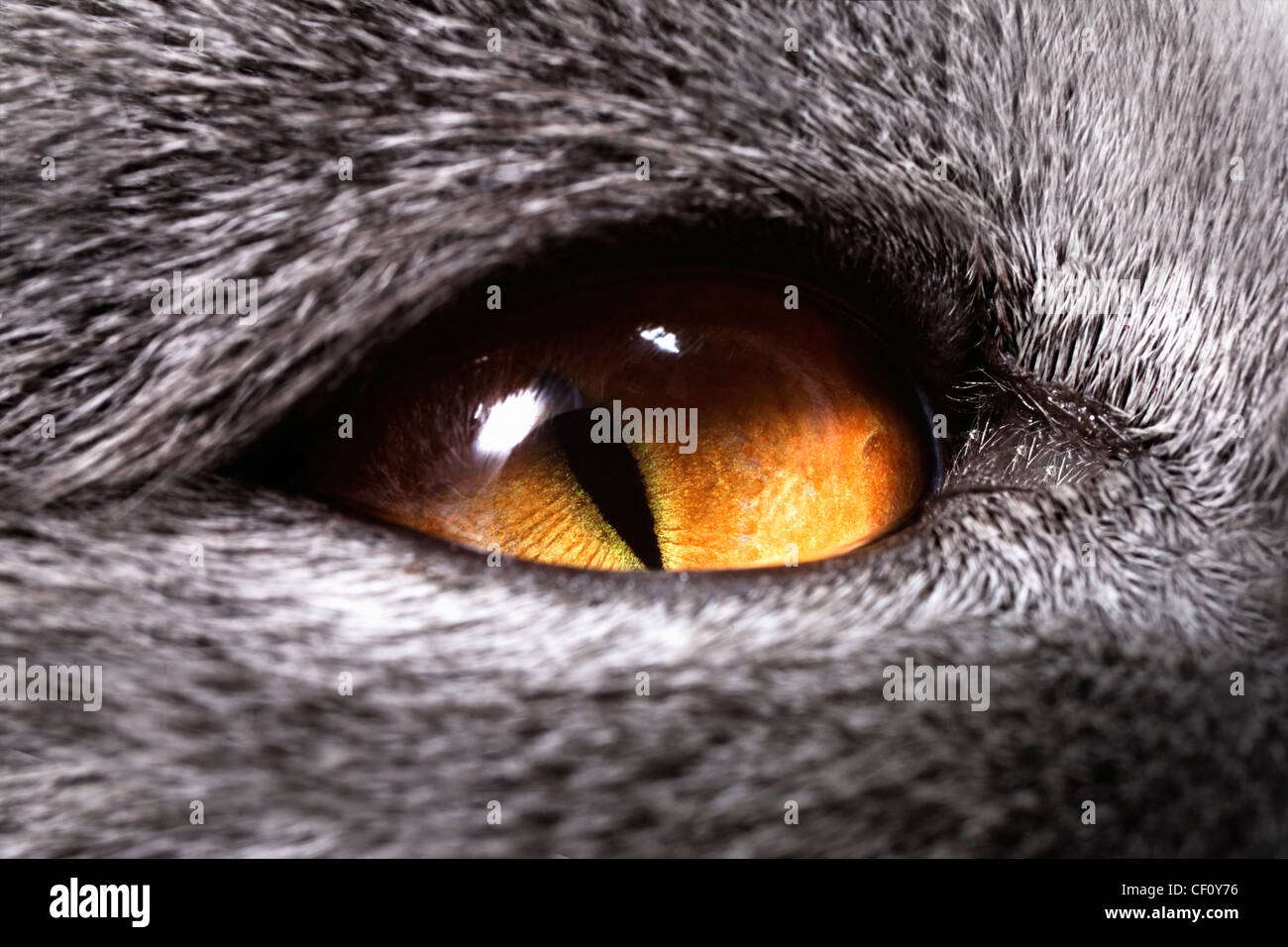 The yellow cat's eye macro Stock Photo - Alamy