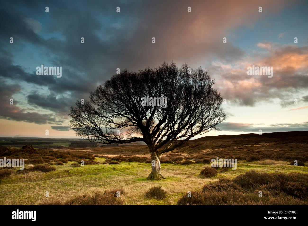 Birch tree betula winter hi-res stock photography and images - Alamy