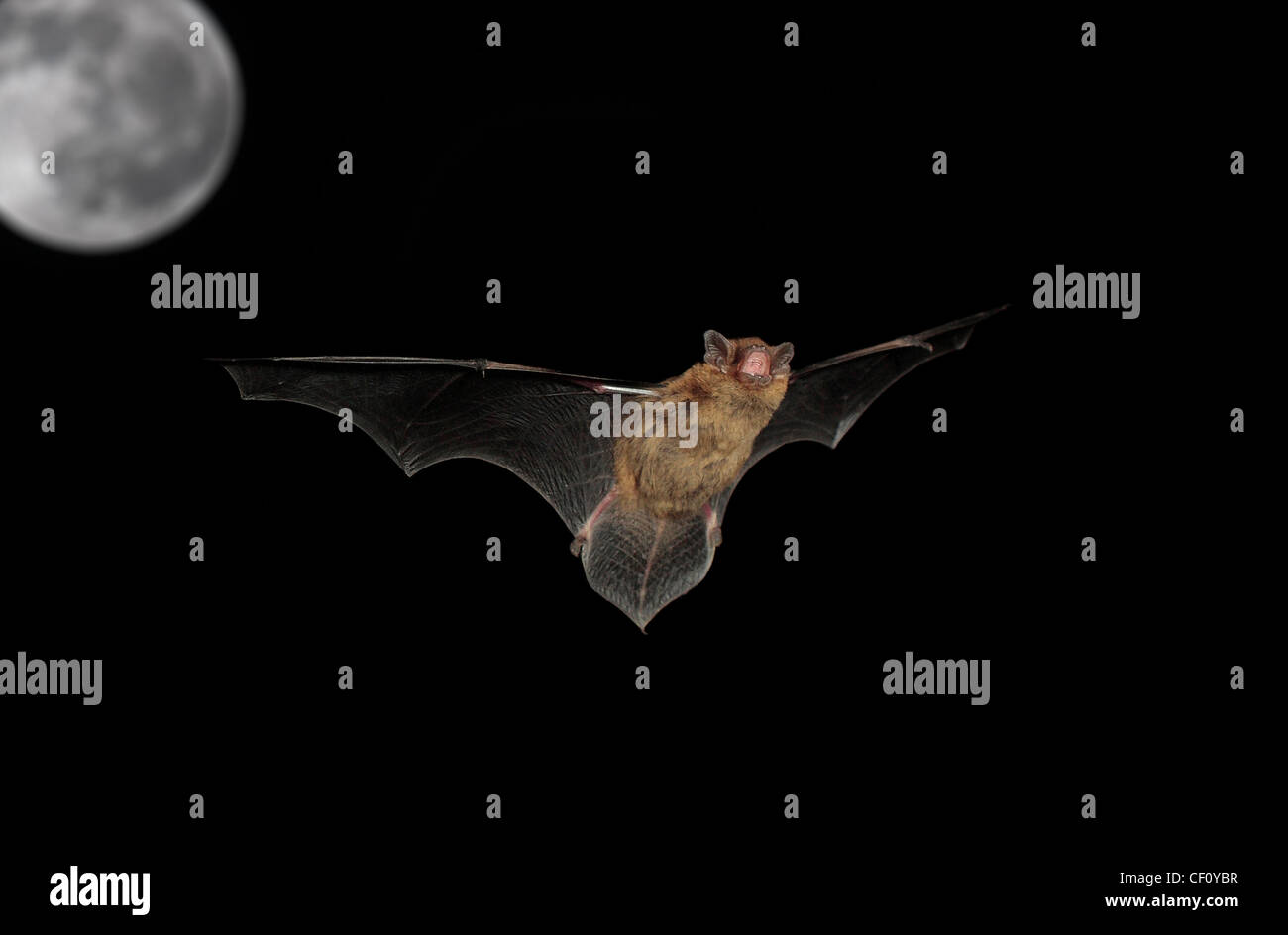Pipistrelle bat in flight Stock Photo - Alamy