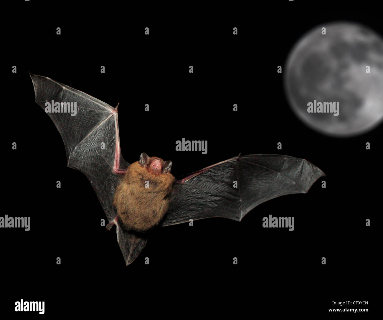 Pipistrelle bat in flight Stock Photo - Alamy