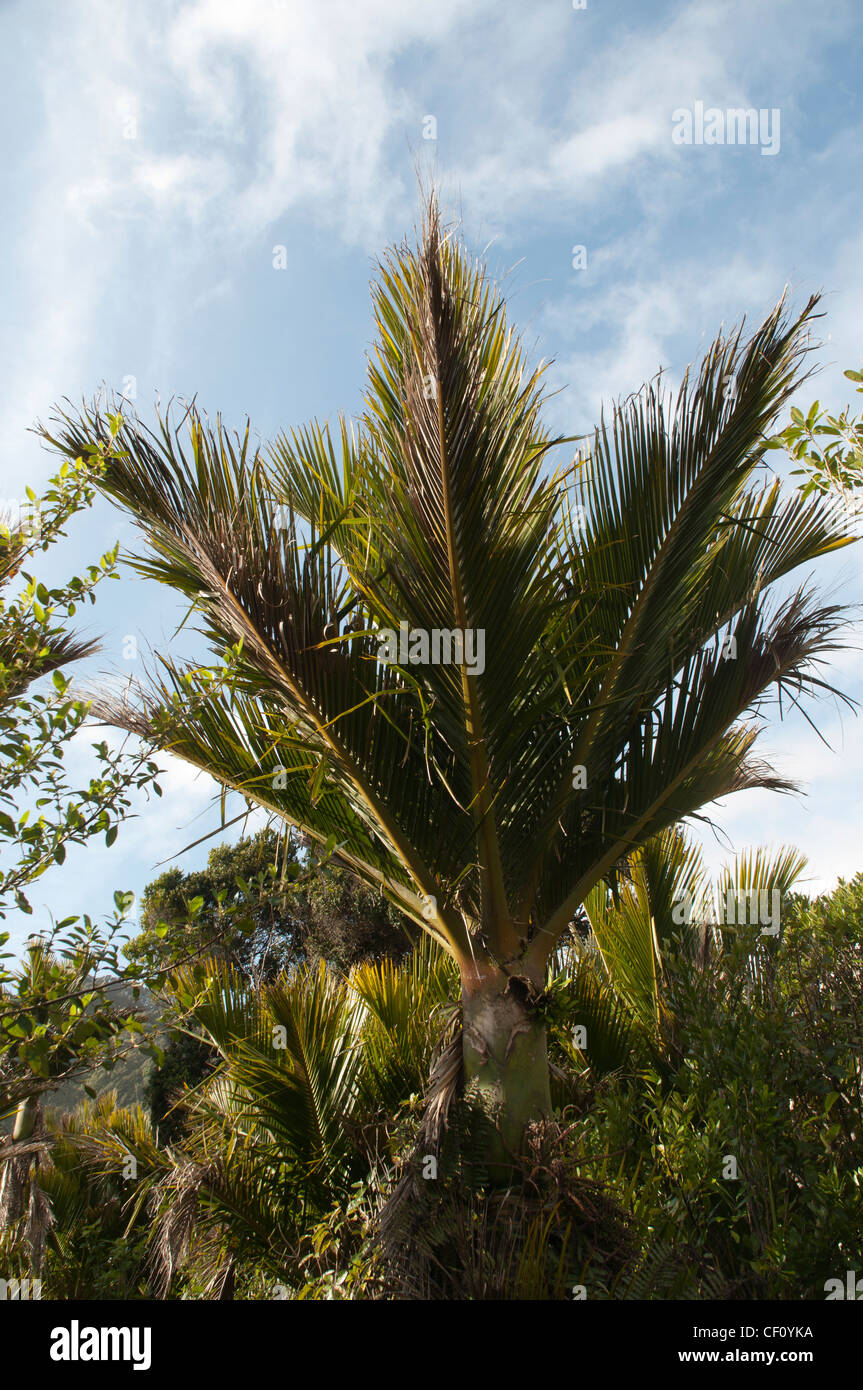 Nikau palm hi-res stock photography and images - Alamy