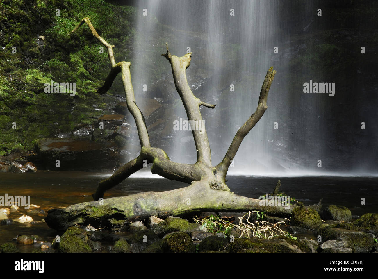 The waterfall tree hi-res stock photography and images - Alamy