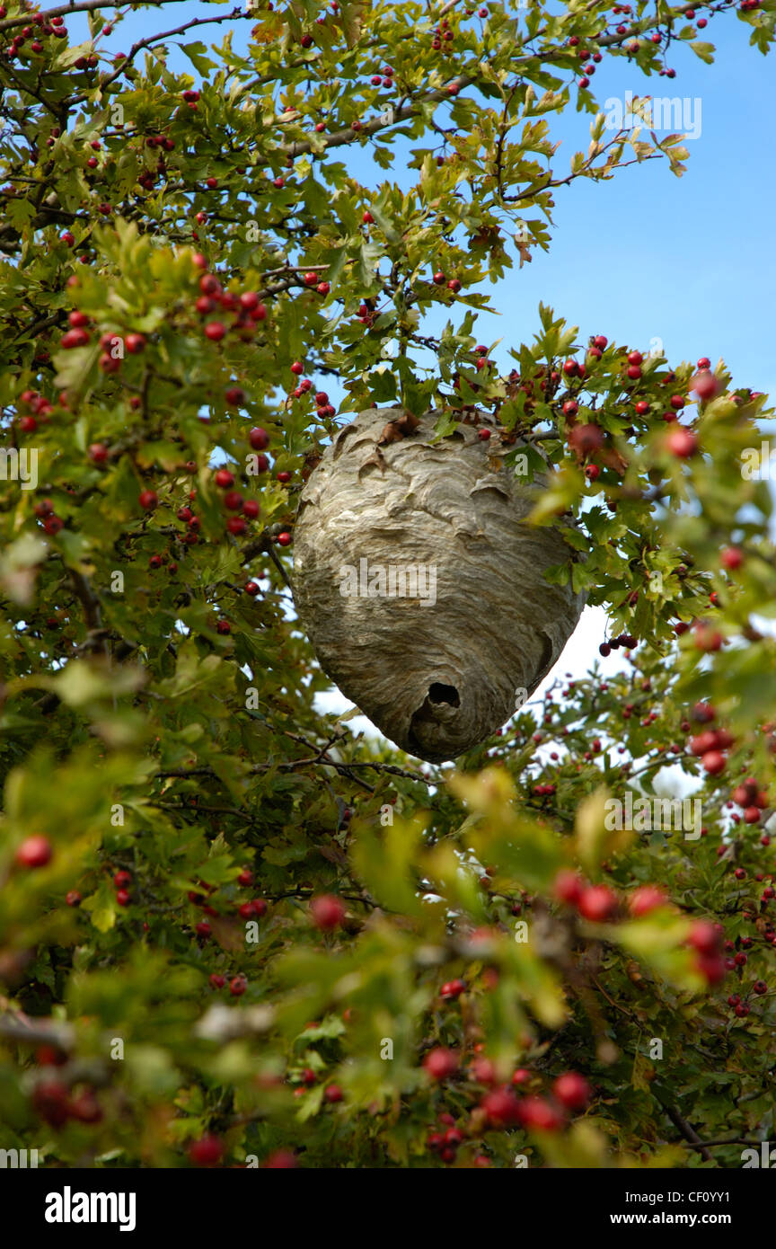 Wasp nest hanging from a tree Stock Photo - Alamy