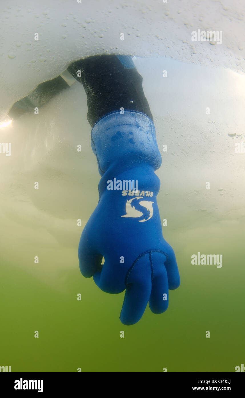 Diver's hand giving the OK sign, subglacial diving, ice diving, in the ...