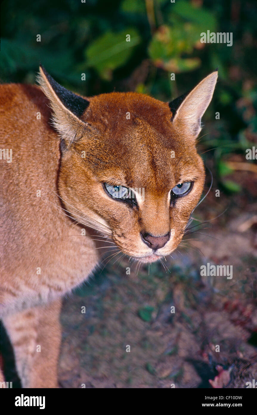 Female African Golden Cat Stock Photo - Alamy