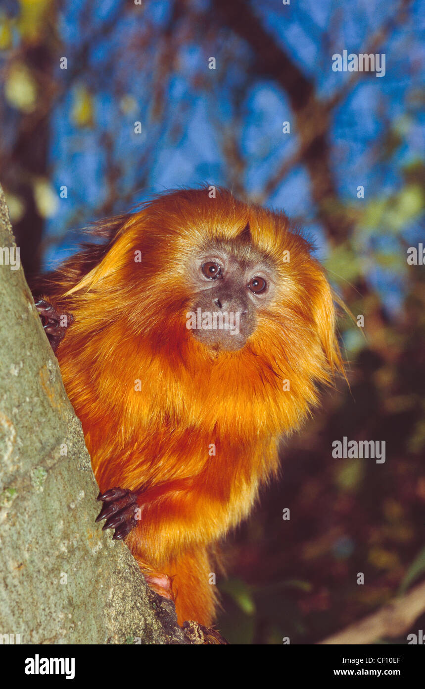 Gold lion tamarin hi-res stock photography and images - Alamy