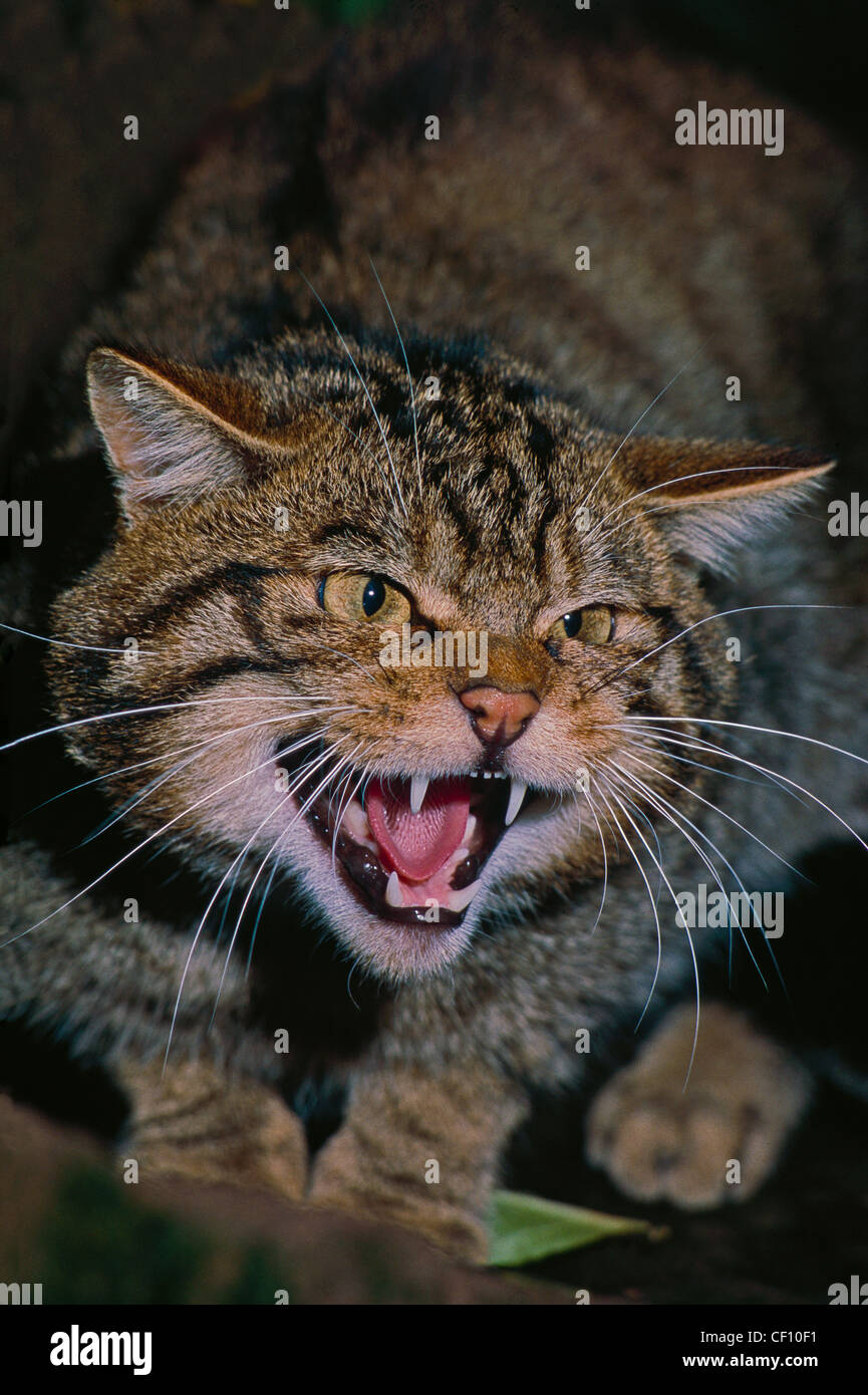 Native scottish wildcat hi-res stock photography and images - Alamy