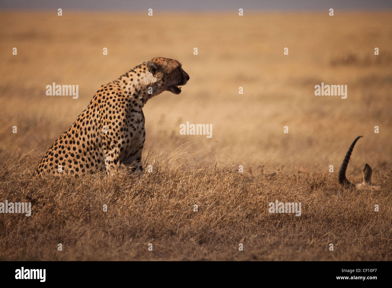Cheetah hunting thompson hi-res stock photography and images - Alamy