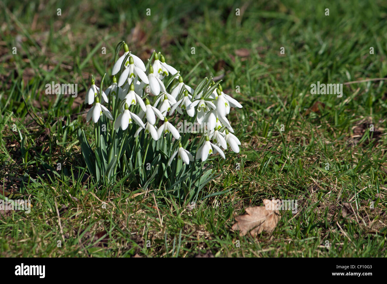 A clump of snowdrops - Galanthus Nivalis Stock Photo - Alamy