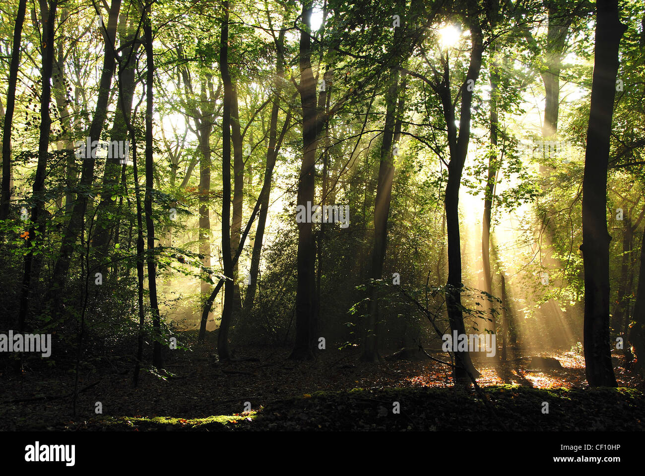 The sun streaming through Pullingshill Wood in the morning UK Stock ...
