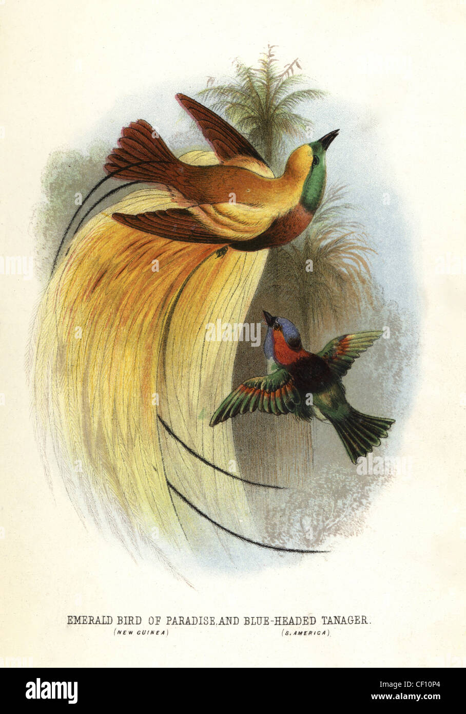 Lesser bird-of-paradise, Paradisaea minor, and red-necked tanager ...