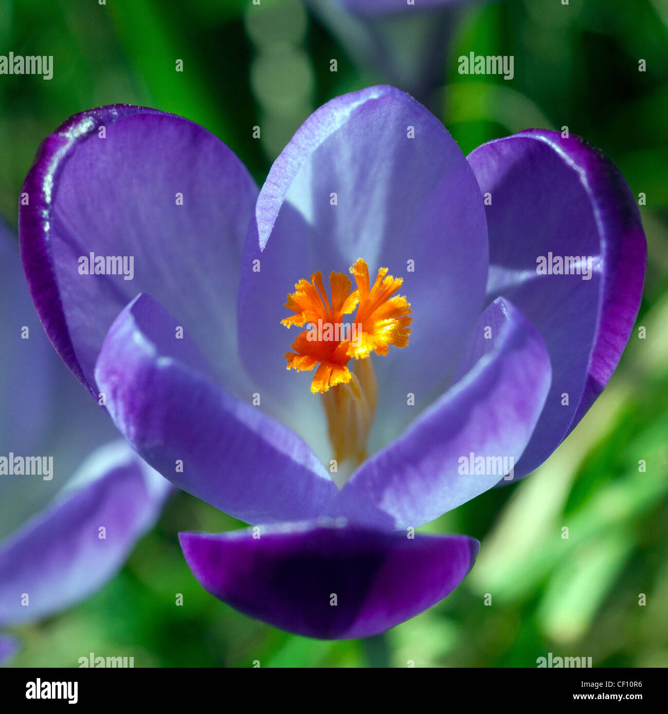 Spring sunshine showing the perfect cup shape of a vivid purple crocus ...