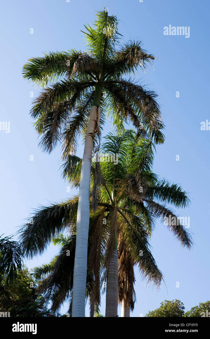 Cuban palms and sunny day High Resolution Stock Photography and Images - Alamy