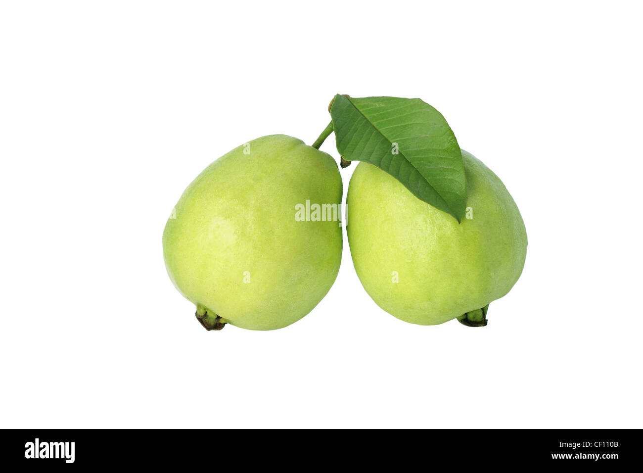 Guava leaf hi-res stock photography and images - Alamy