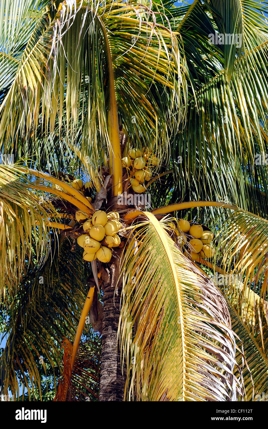 Coconut tree coconuts hi-res stock photography and images - Alamy