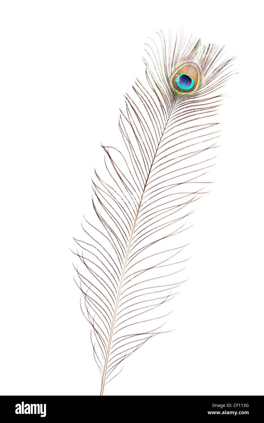 Tail feather peacock Cut Out Stock Images & Pictures - Alamy