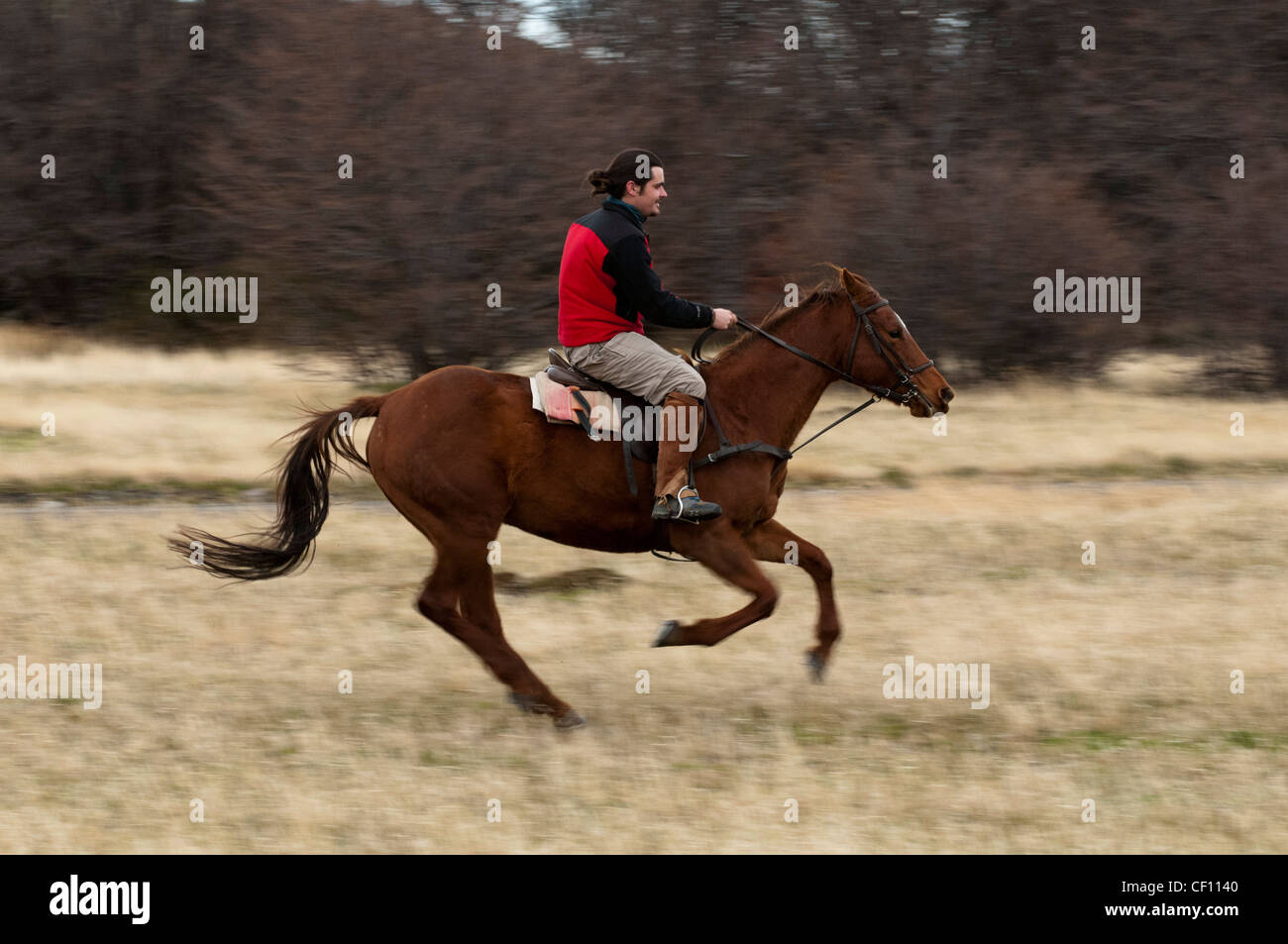 Guide horse hi-res stock photography and images - Alamy